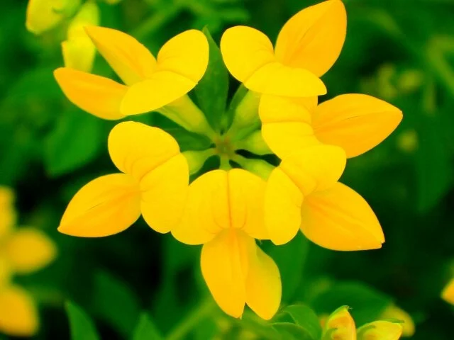 Flowers for Helen — Jim's Gibberish