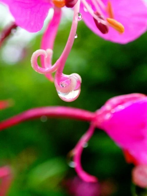 Flowers for Helen — Jim's Gibberish