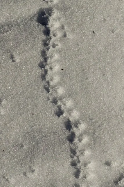 Shadow Tracks — Jim's Gibberish