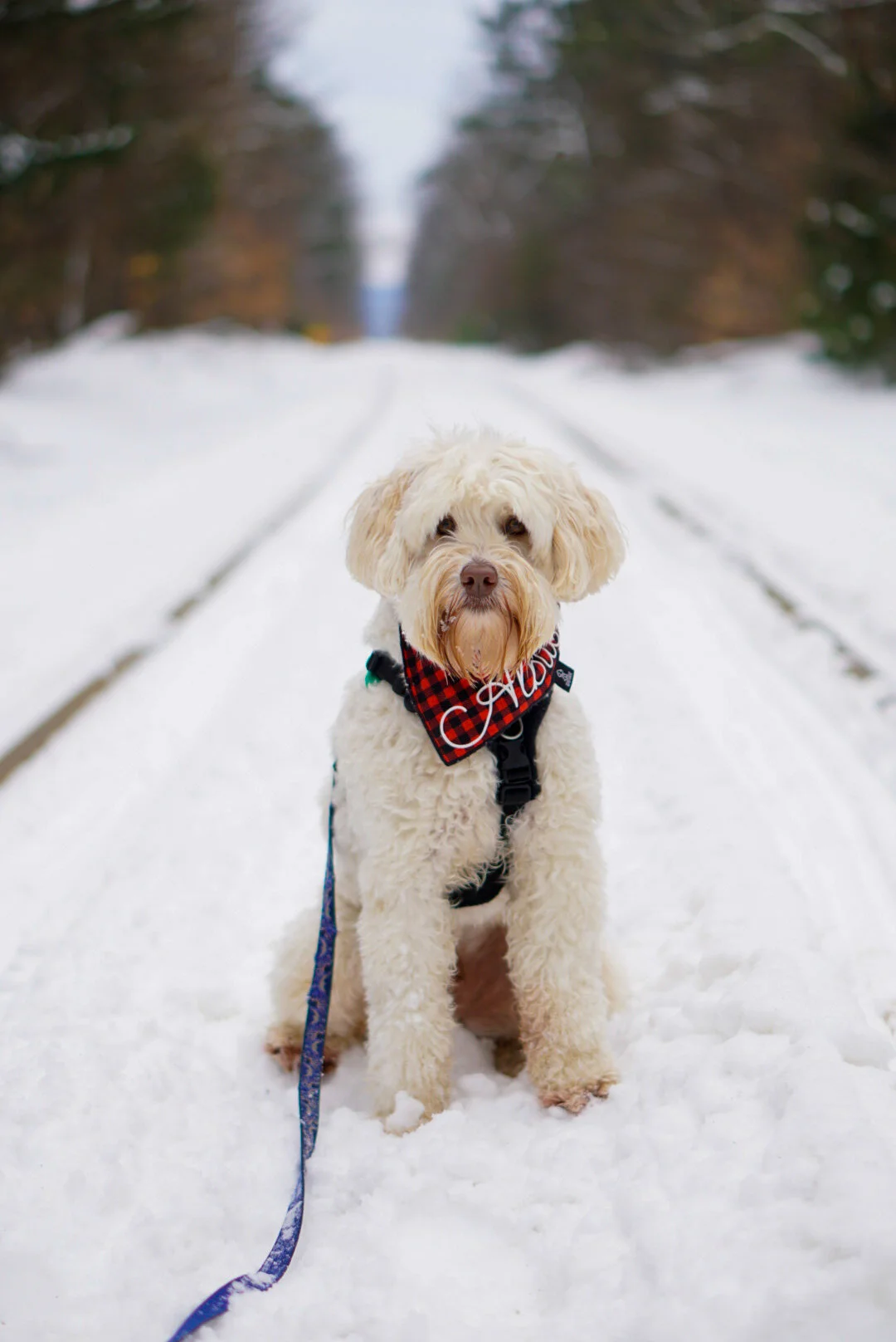 My Dog is a Good Dog, I Swear — Think Like a Pup