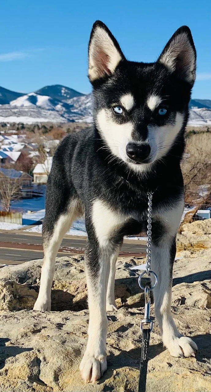 Klee Kai