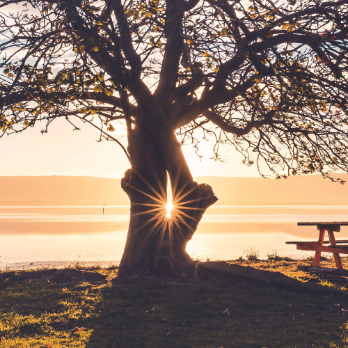 Tess Cox & Associates