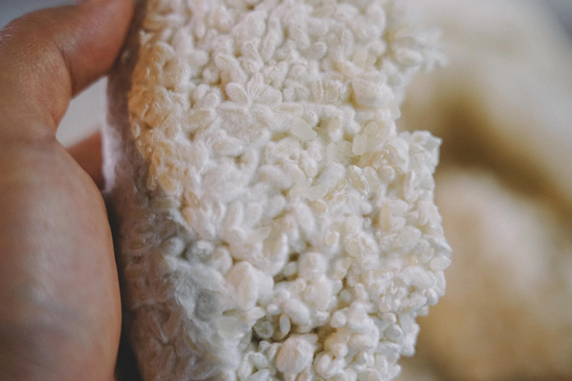 Kome Koji: Fermenting rice with Aspergillus Oryzae — 俊's Bar