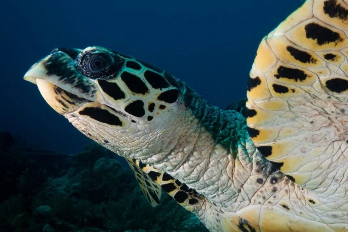 helpful teaching resources — Coastal Natives