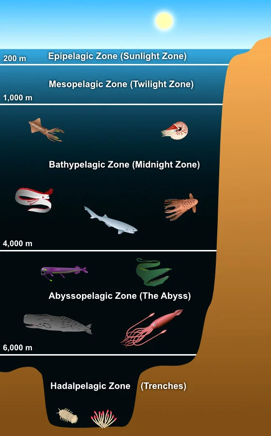 Four Major Ocean Zones