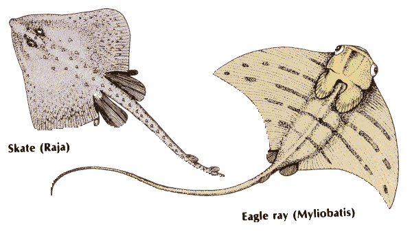 Difference Between Skates And Rays