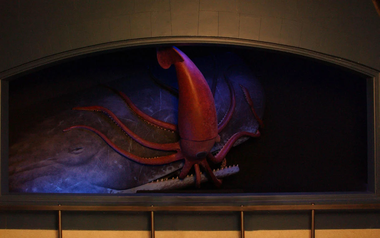 Sperm Whale Vs Giant Squid