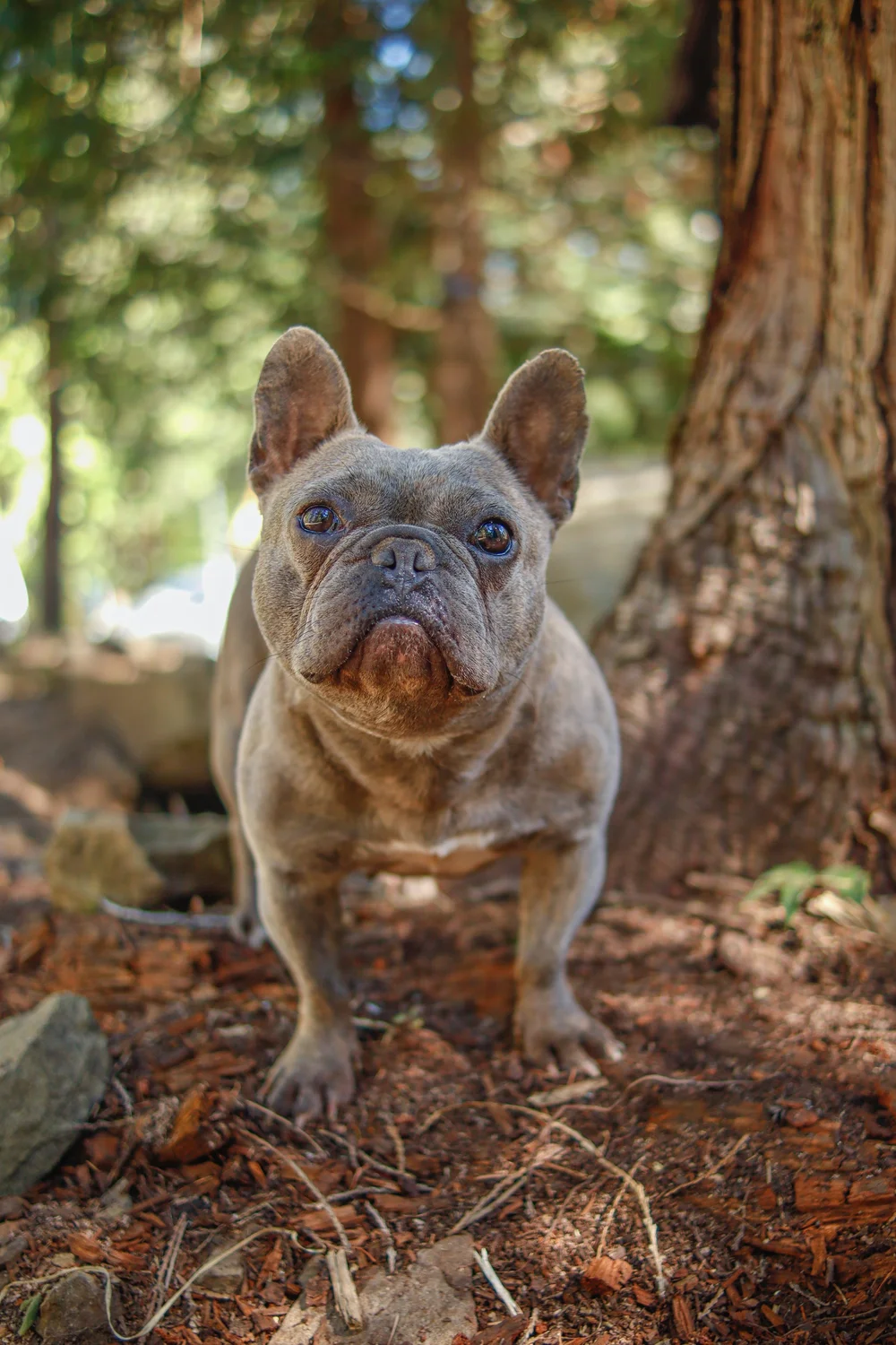 Can French Bulldogs Jump Fences