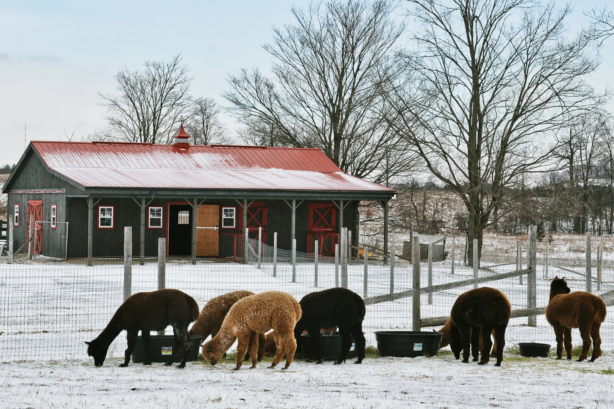 Brae Ridge Alpaca and Horse Farm