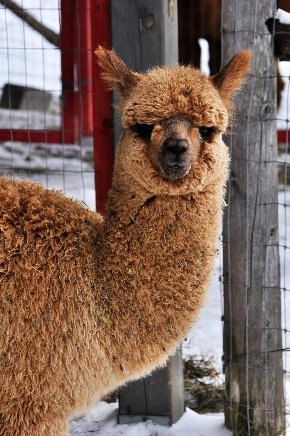 Brae Ridge Alpaca Farm - Private Alpaca Visit and Tour near Toronto in ...