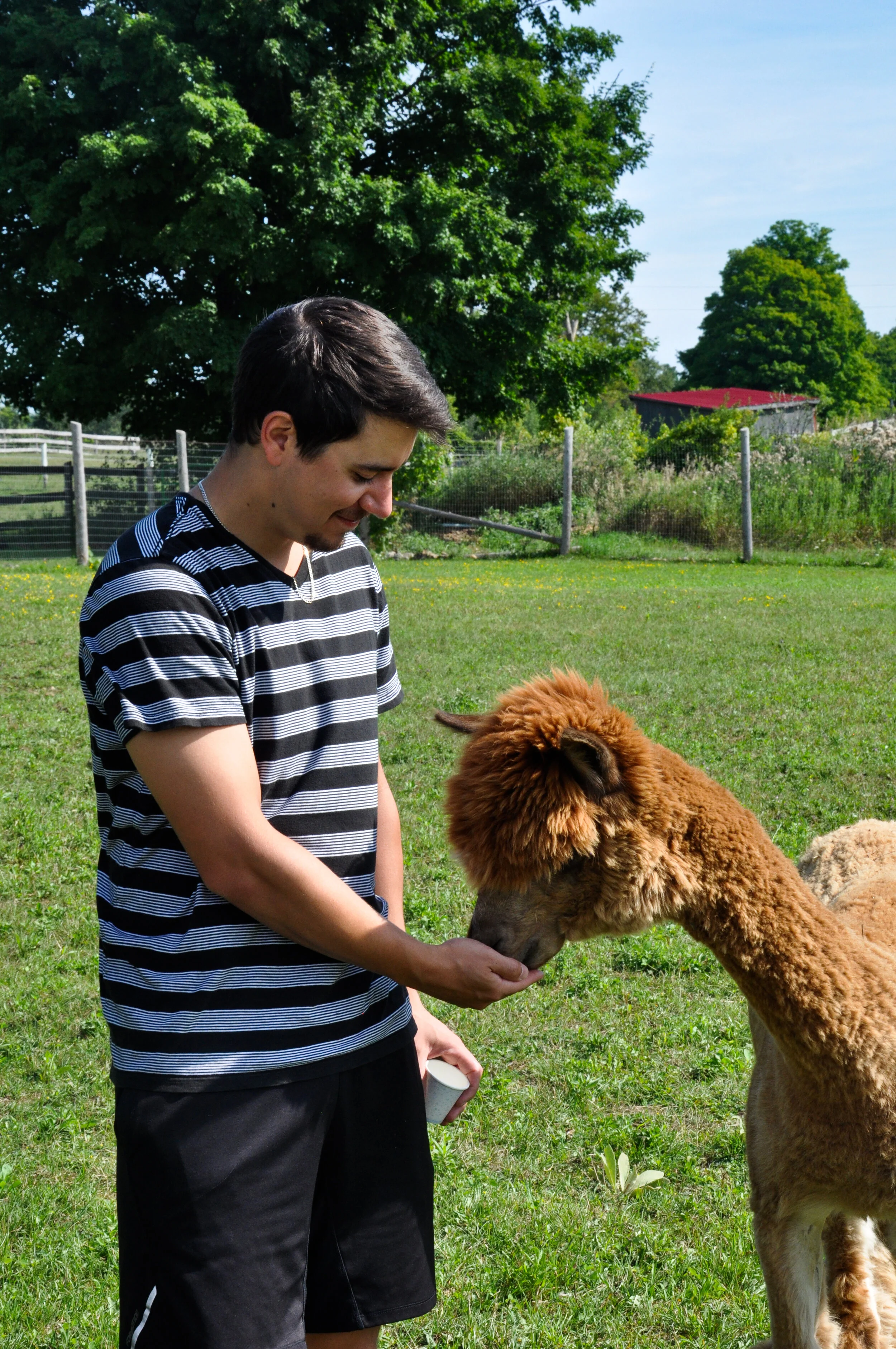 Alpaca Farm Visits that go beyond typical farm visits — Brae Ridge Farm ...