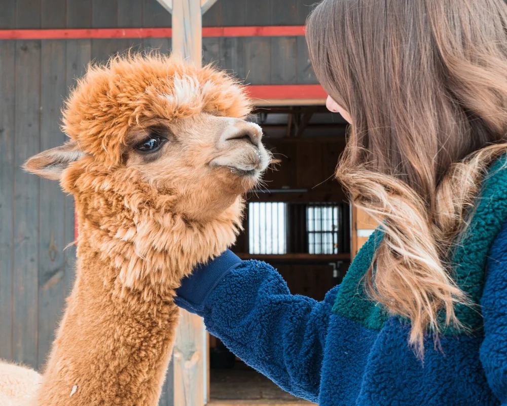 Brae Ridge Alpaca and Horse Farm