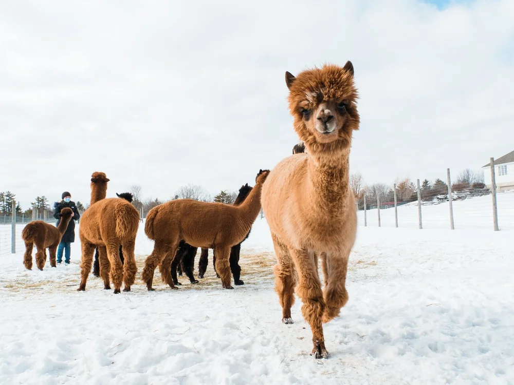 Brae Ridge Alpaca and Horse Farm