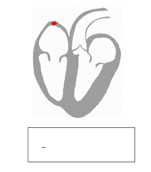 The Anatomy of the Heart — Teens in Health