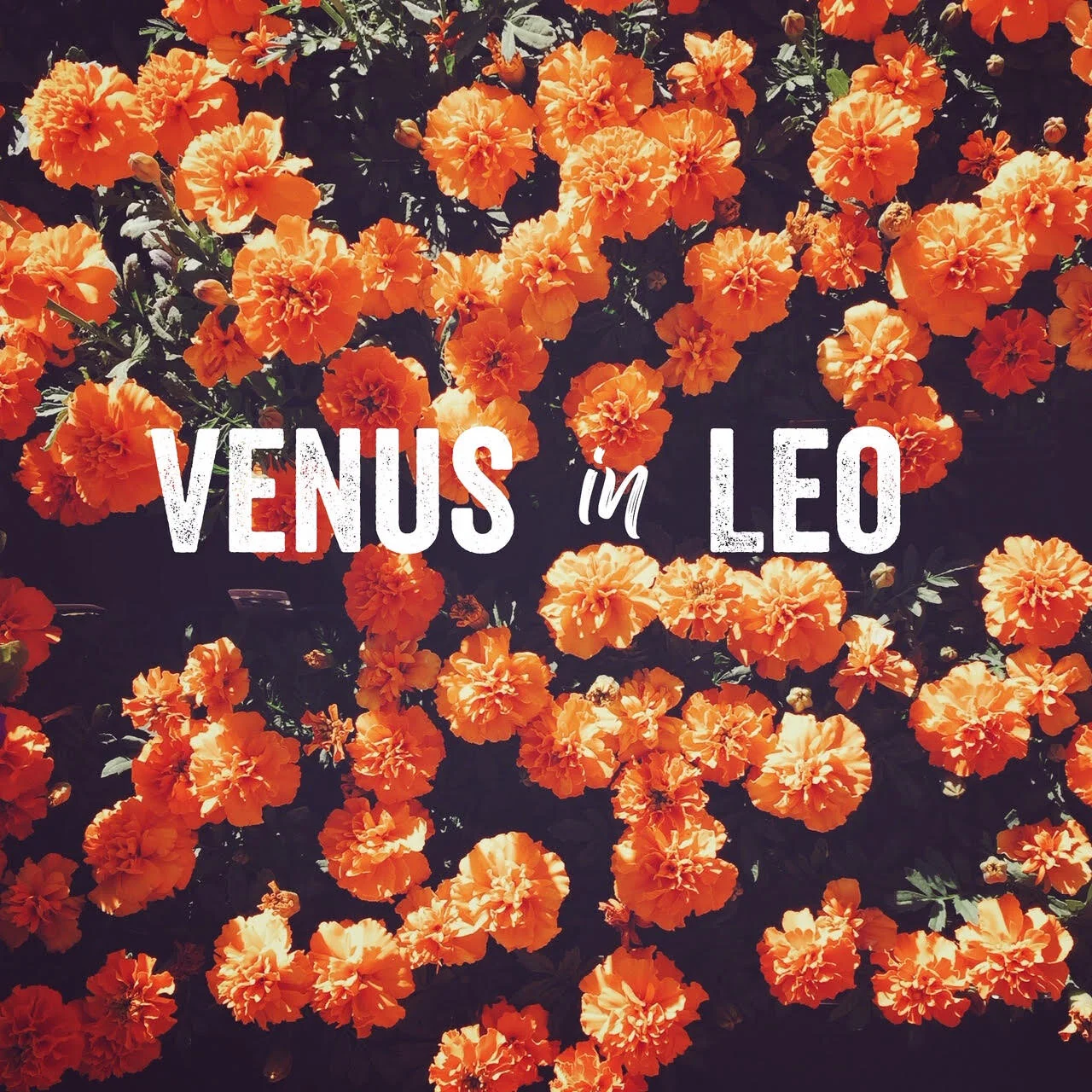 Venus Enters Leo — Evan Sherlock Astrology