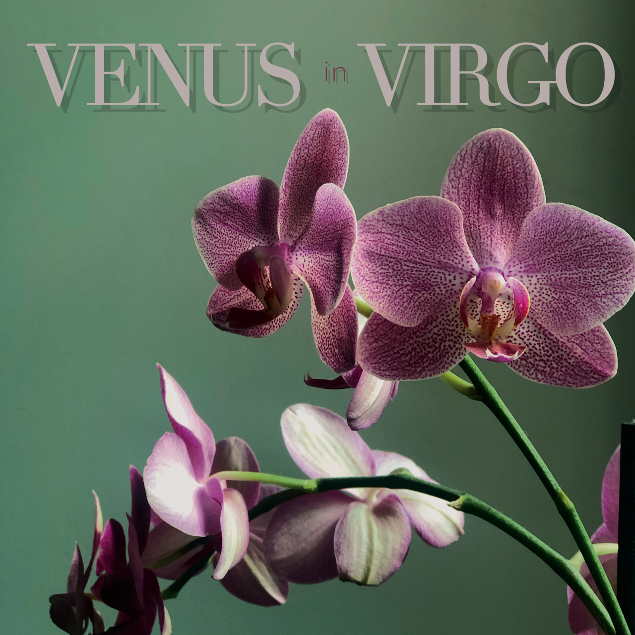 Venus Enters Virgo — Evan Sherlock Astrology