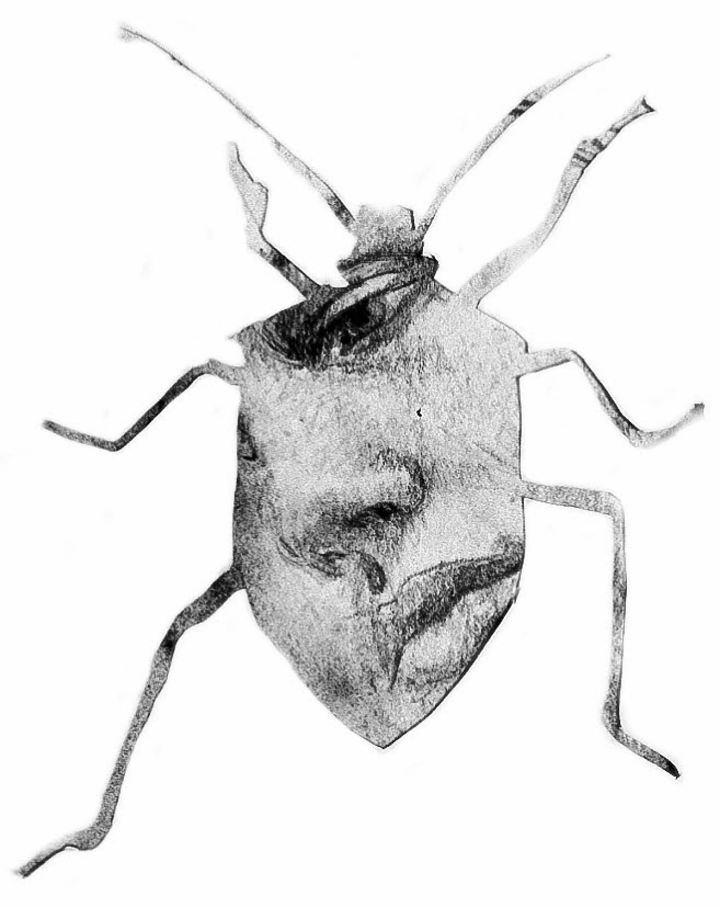 Cotinis Nitida