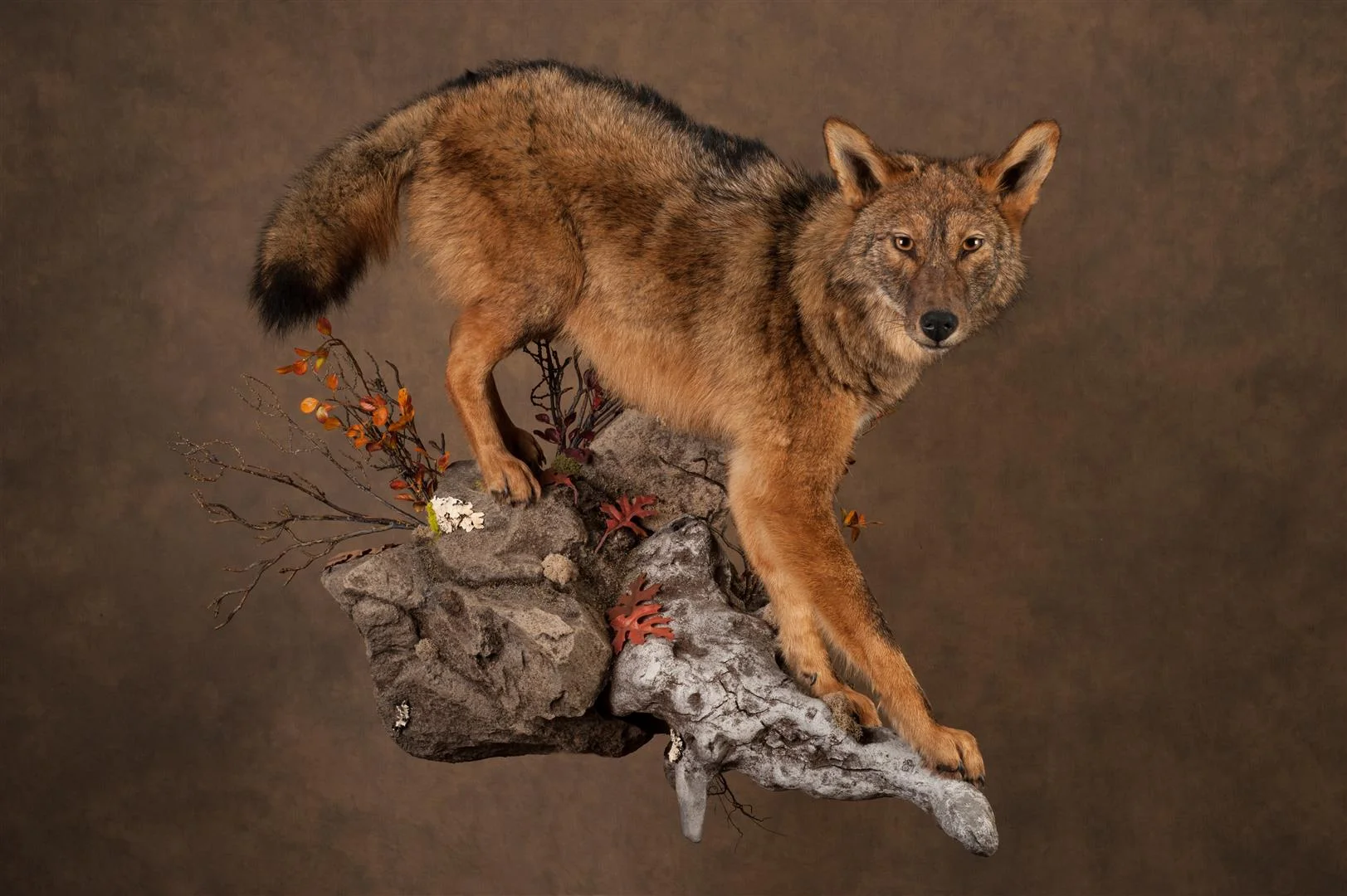 Rust — Wildlife by Design, LLC