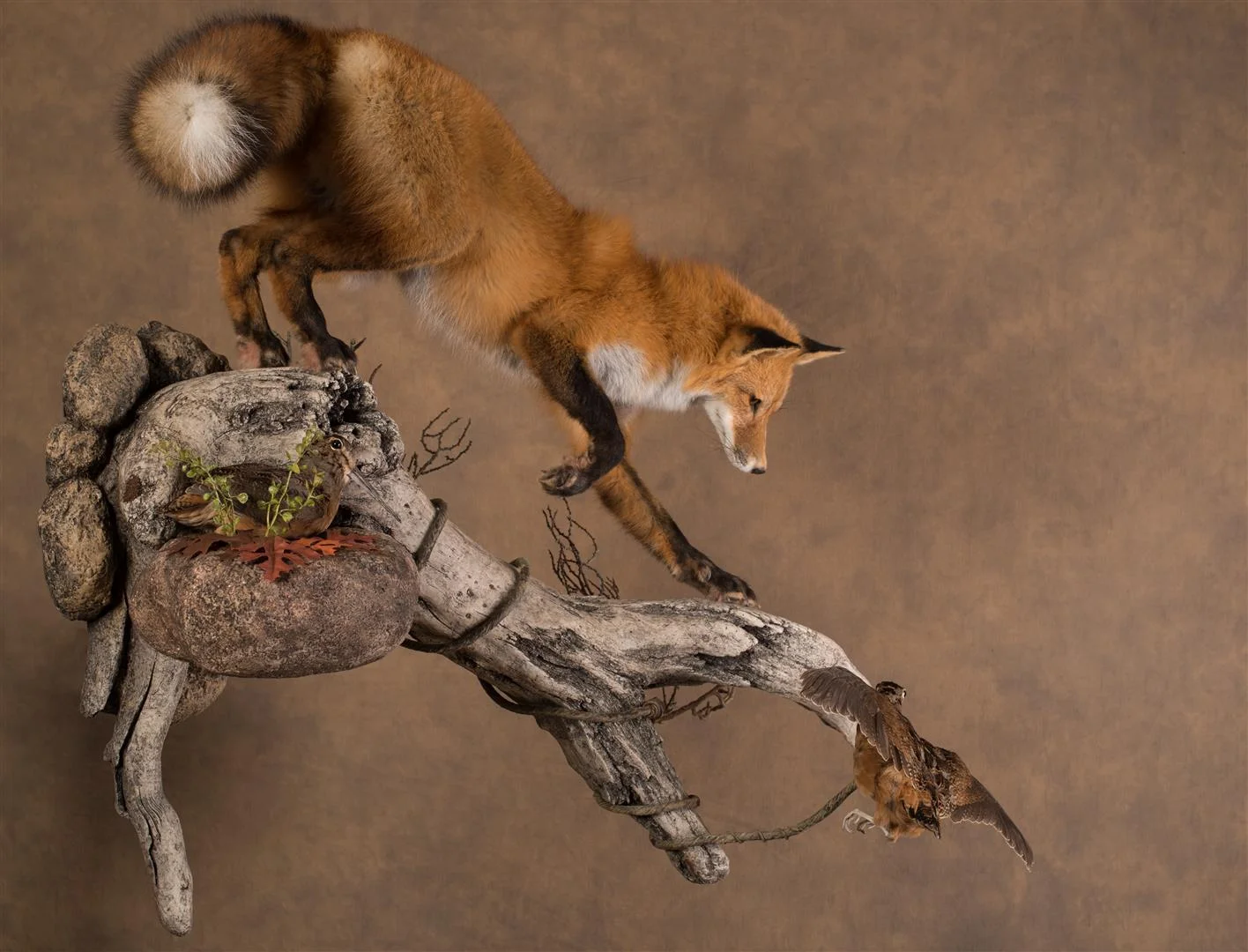 Rust — Wildlife by Design, LLC