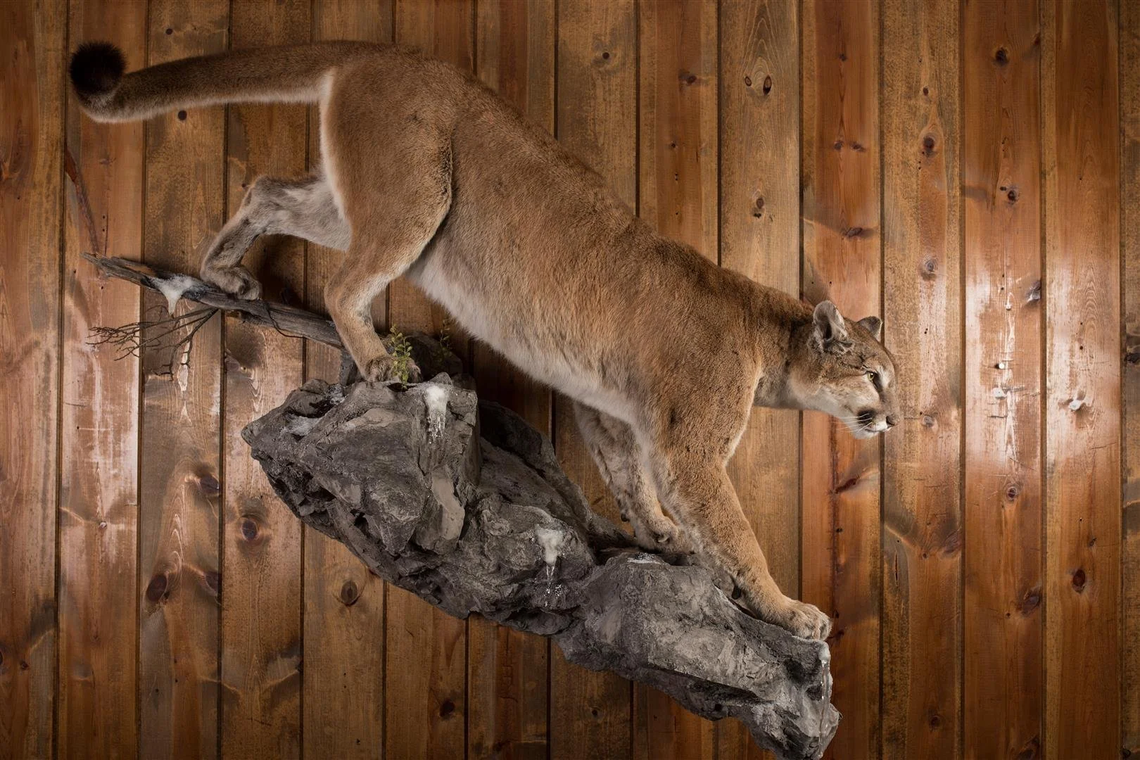 Rust — Wildlife by Design, LLC