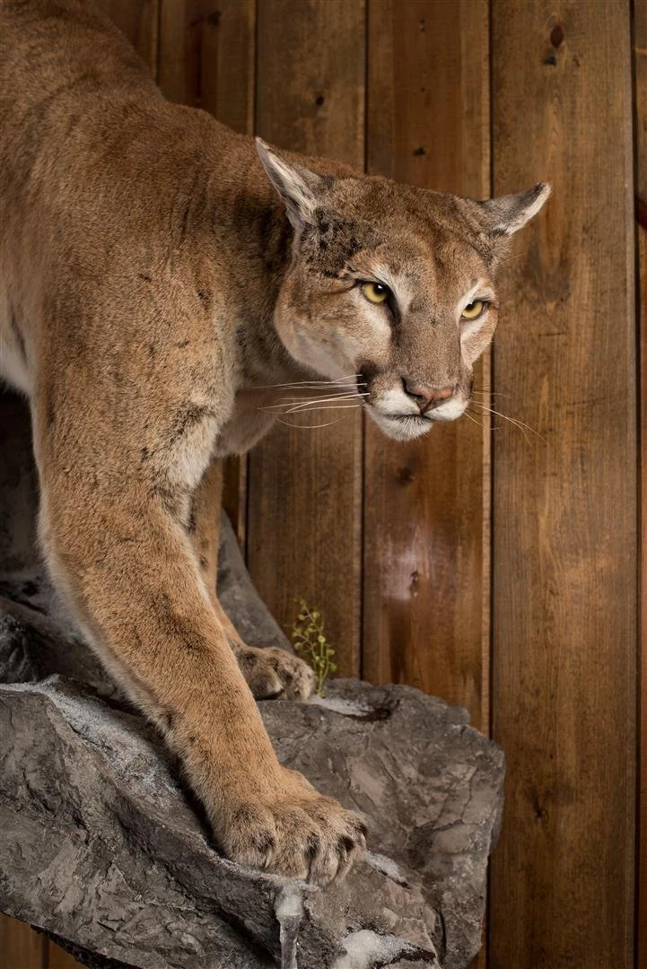 Rust — Wildlife by Design, LLC