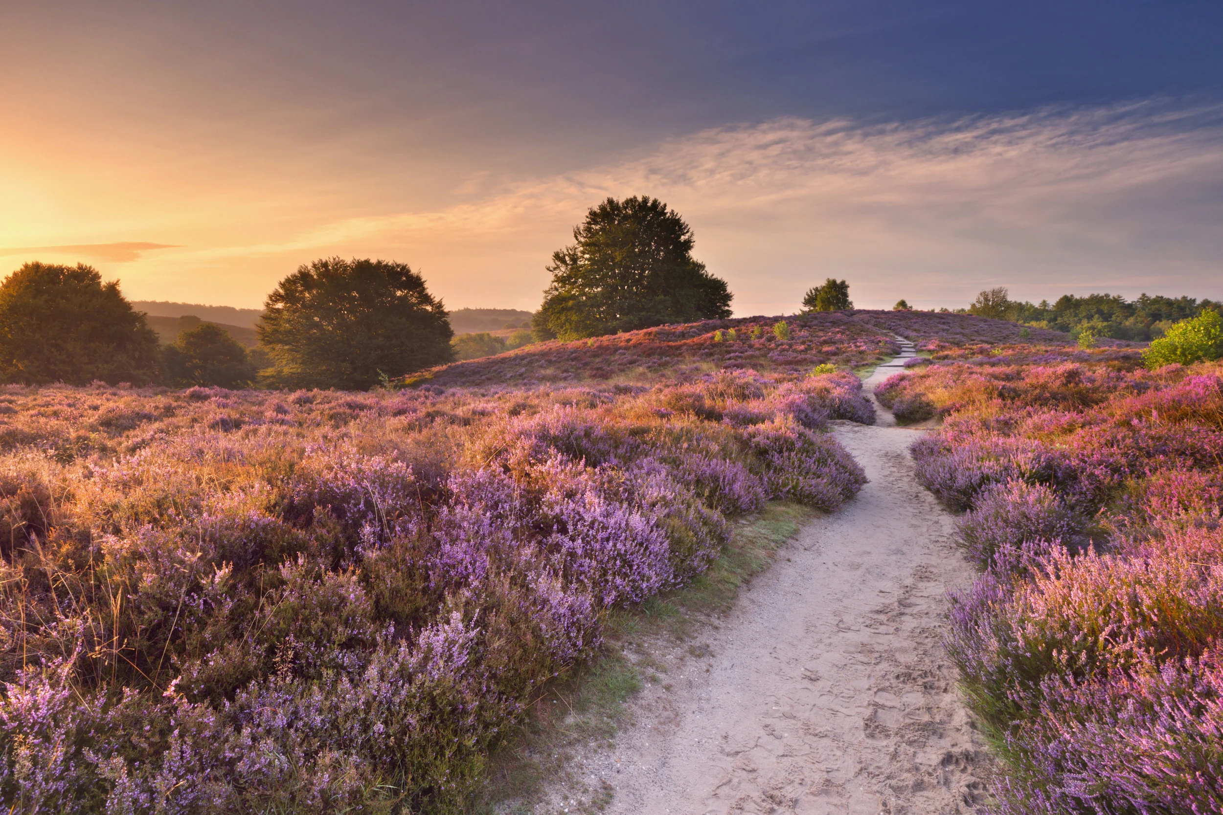 The Heathlands | Luxury New Homes in Kent | Tolman Homes