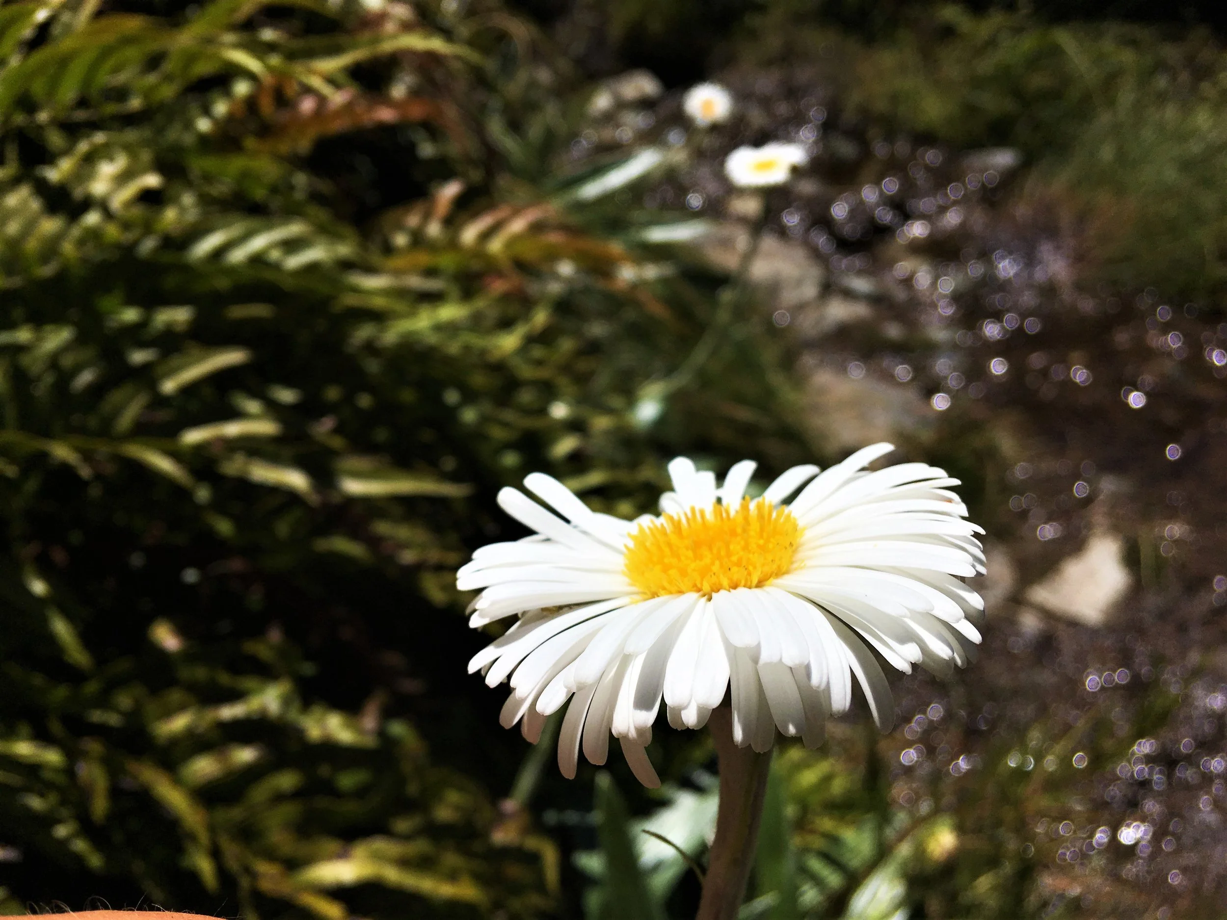 Nelson Lakes — Let's Trek It