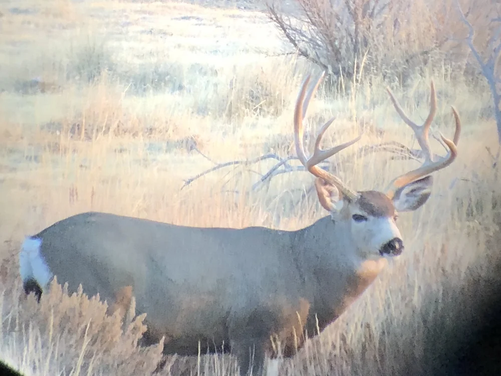 MULE DEER — NEVADA HUNTING SERVICES