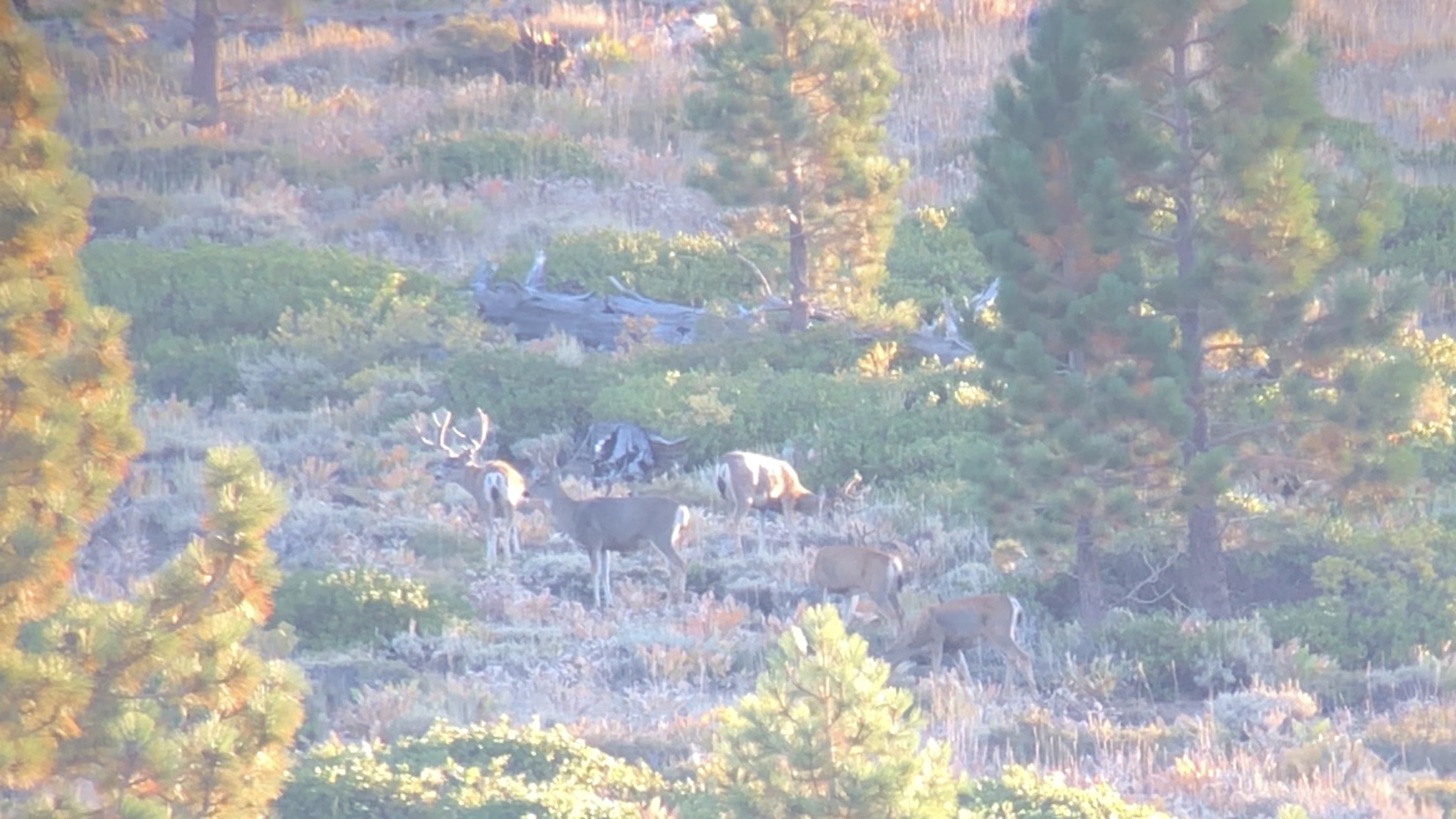 MULE DEER — NEVADA HUNTING SERVICES