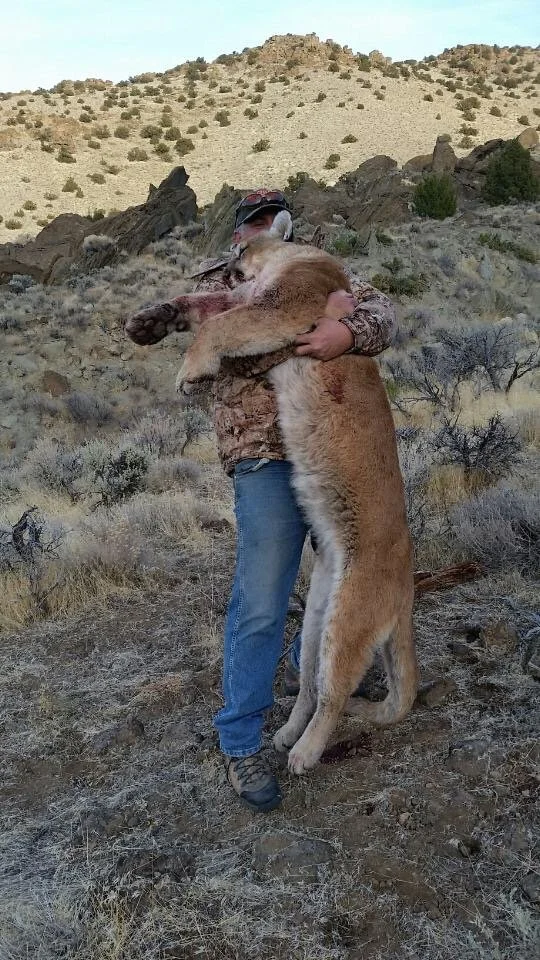 NEVADA MOUNTAIN LION HUNT — NEVADA HUNTING SERVICES