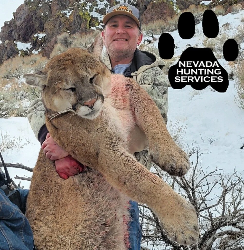 NEVADA MOUNTAIN LION HUNT — NEVADA HUNTING SERVICES