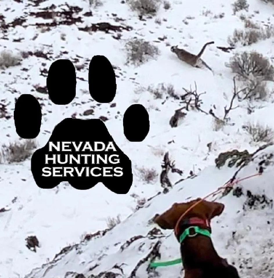 NEVADA MOUNTAIN LION HUNT — NEVADA HUNTING SERVICES