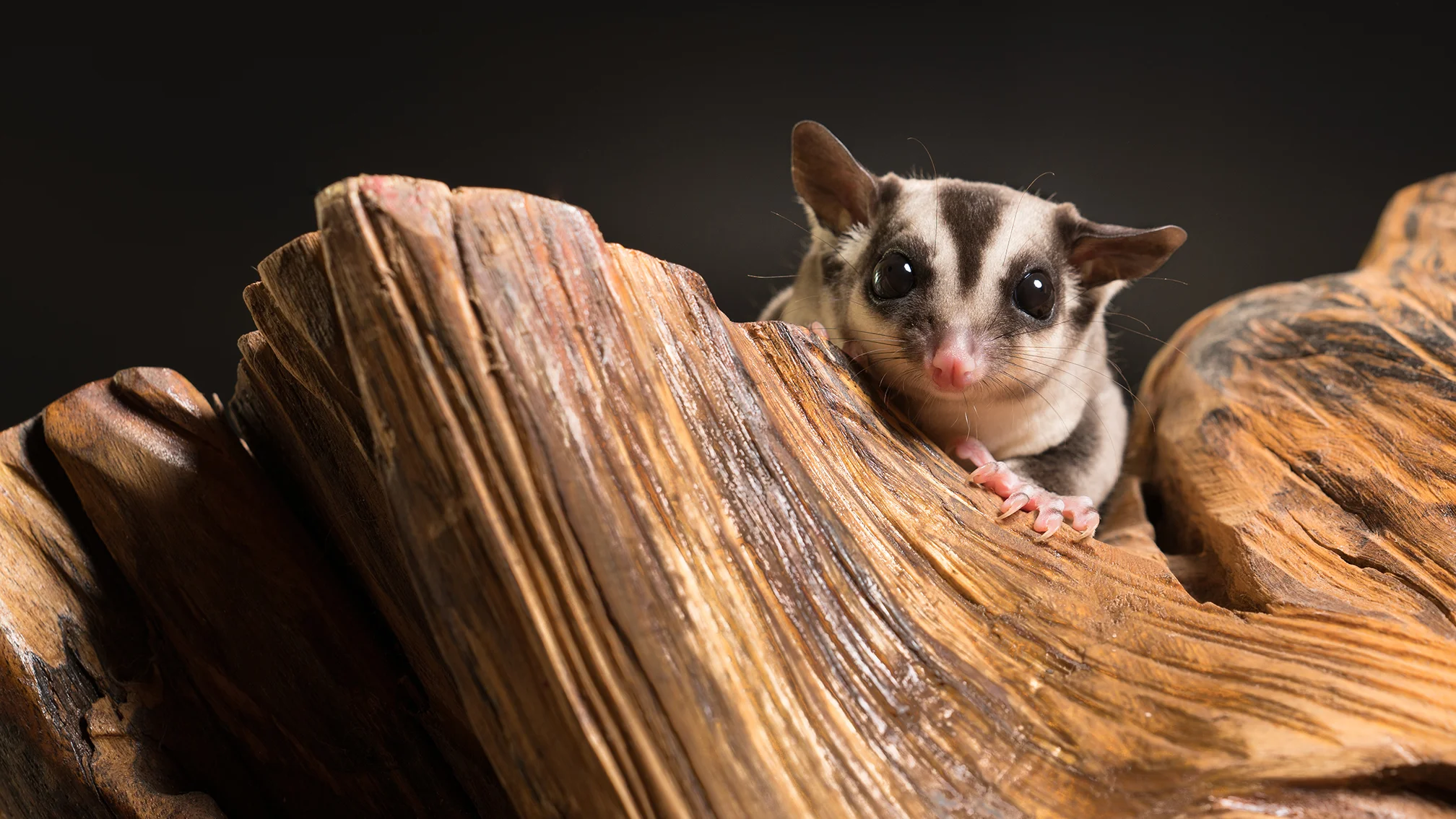 Pacific Tavern — Darshan Bafna