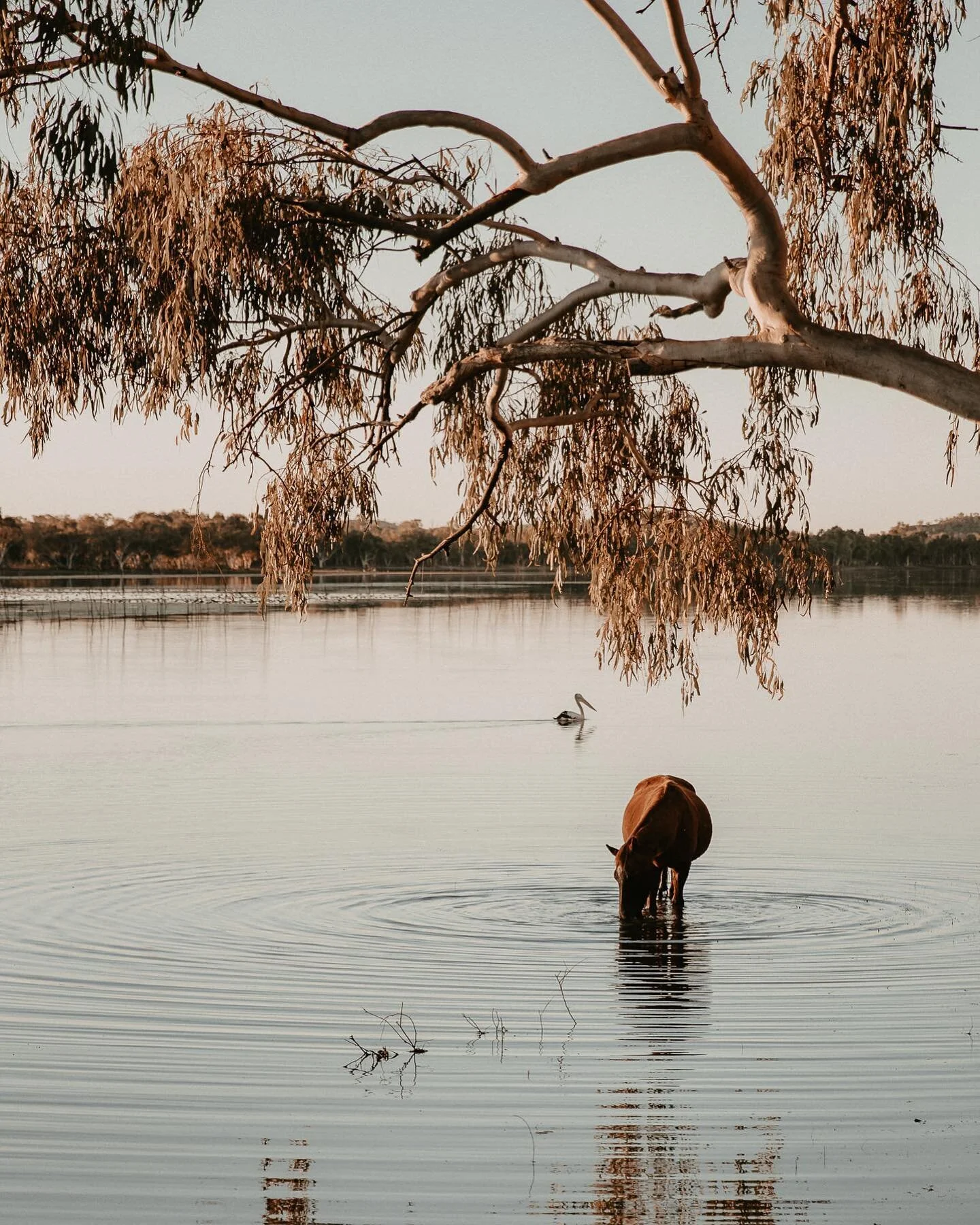 Sunday Soul Creative || Mount Isa Photographer