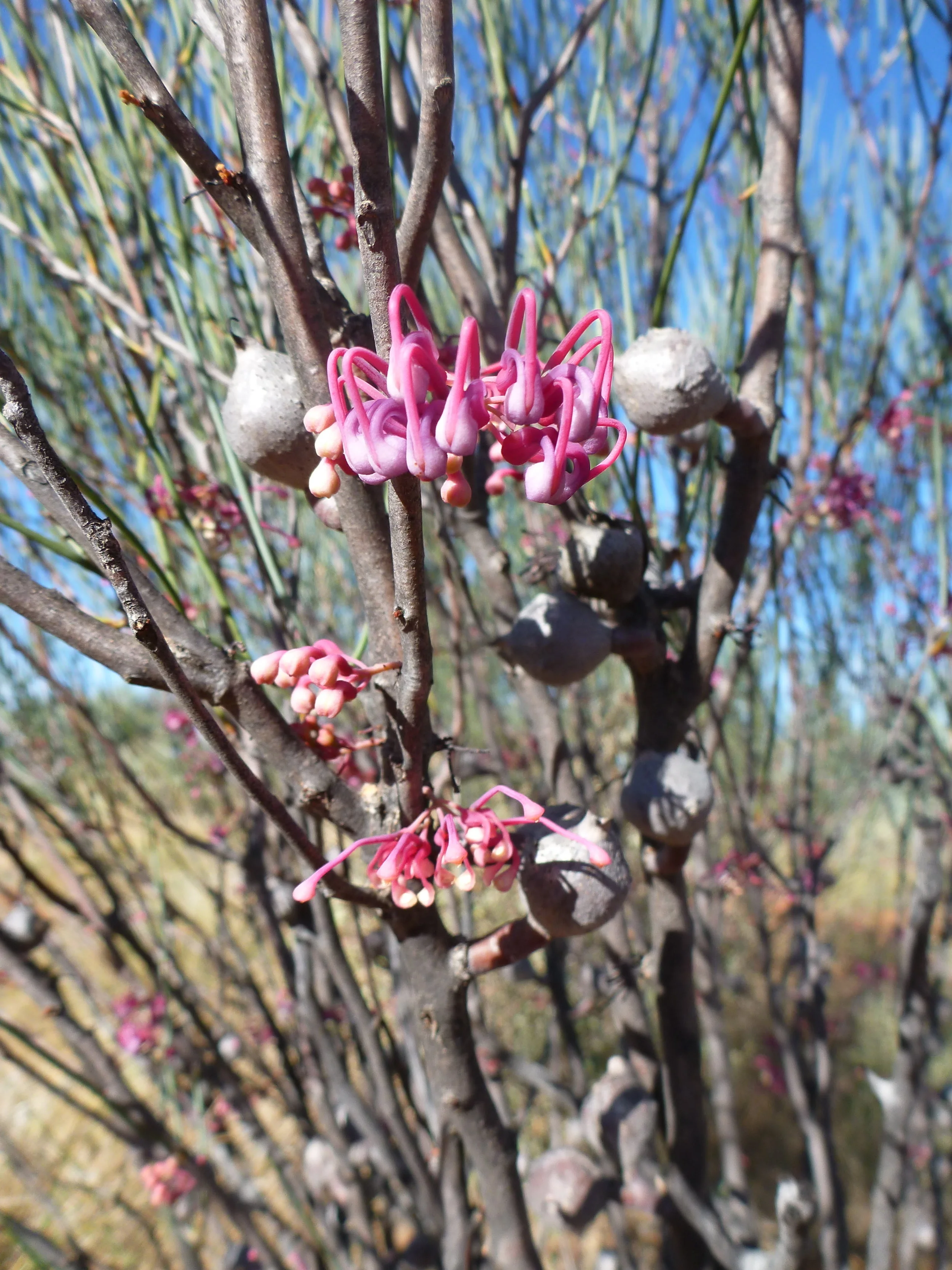 Flora — Kuju Wangka