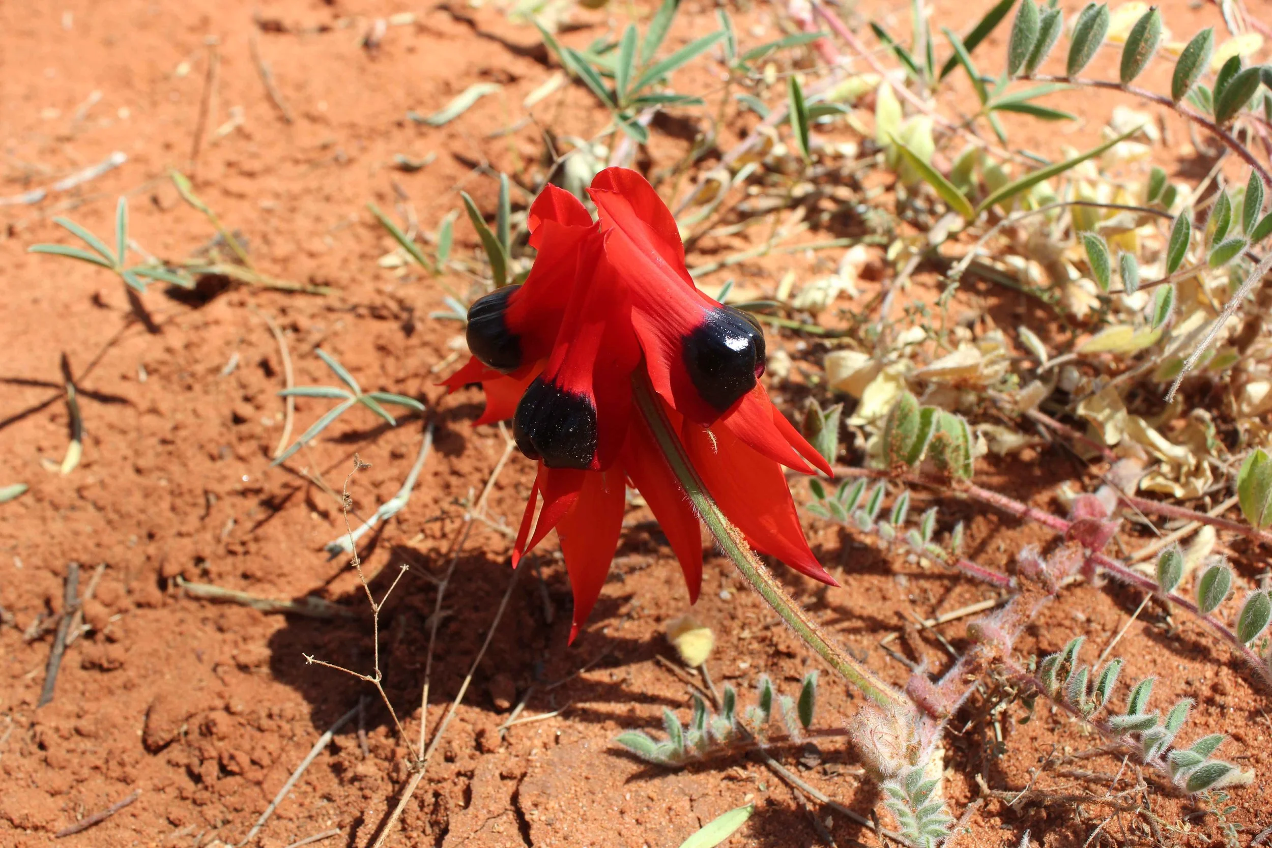 Flora — Kuju Wangka