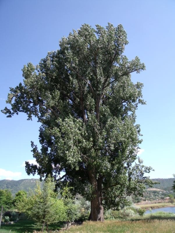 Champion Tree — COLORADO TREE COALITION
