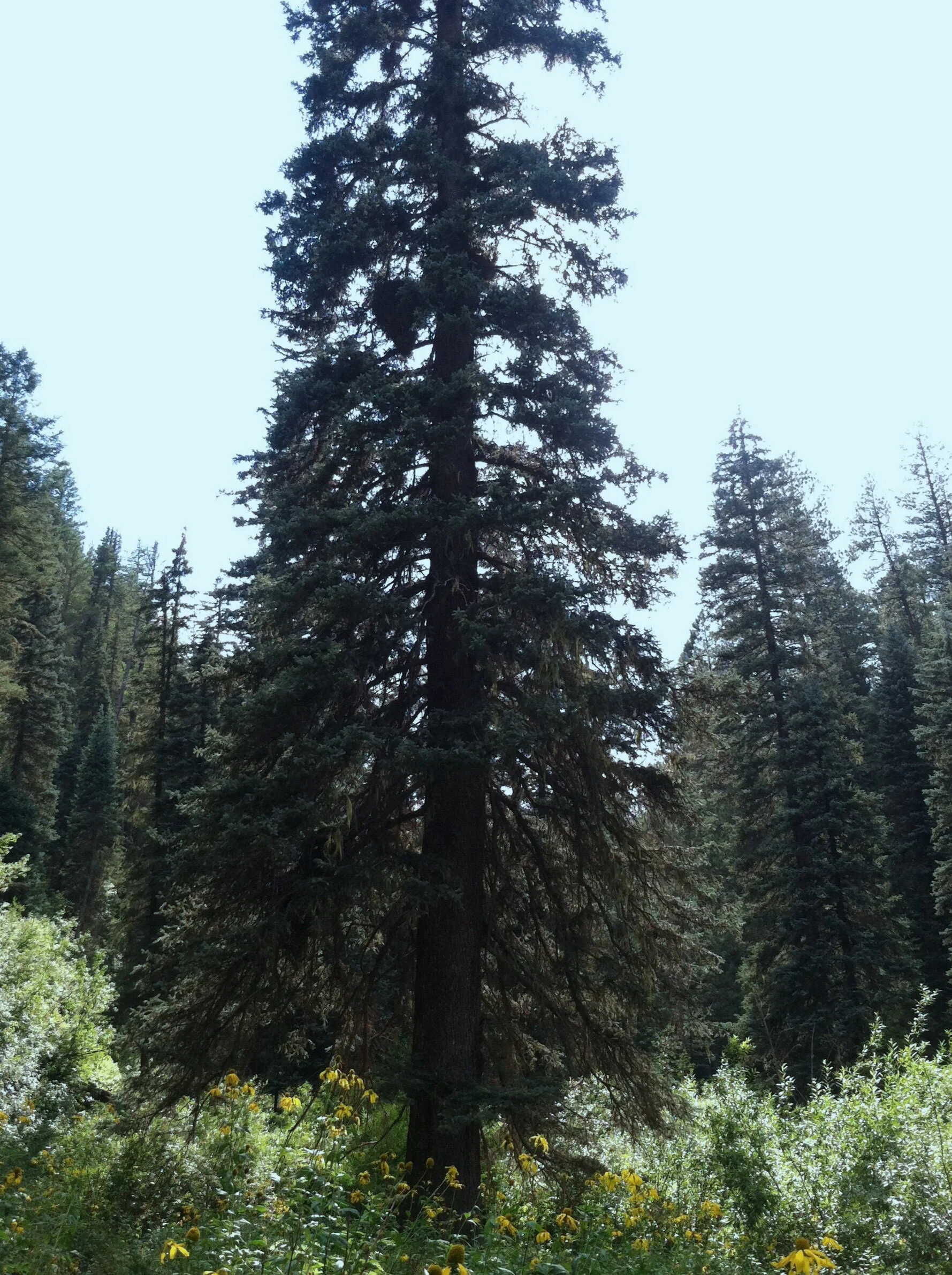 Champion Tree — COLORADO TREE COALITION