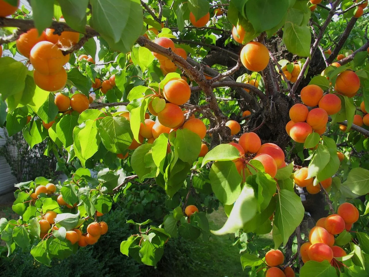 Find the Right Tree — COLORADO TREE COALITION