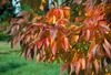 Ash, Autumn Purple — COLORADO TREE COALITION
