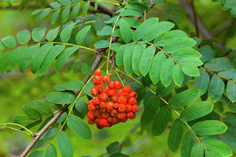 Ash, European Mountain — COLORADO TREE COALITION