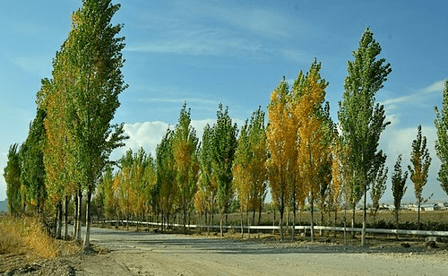 Aspen, Swedish Columnar — COLORADO TREE COALITION