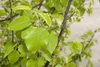 Elm, American — COLORADO TREE COALITION