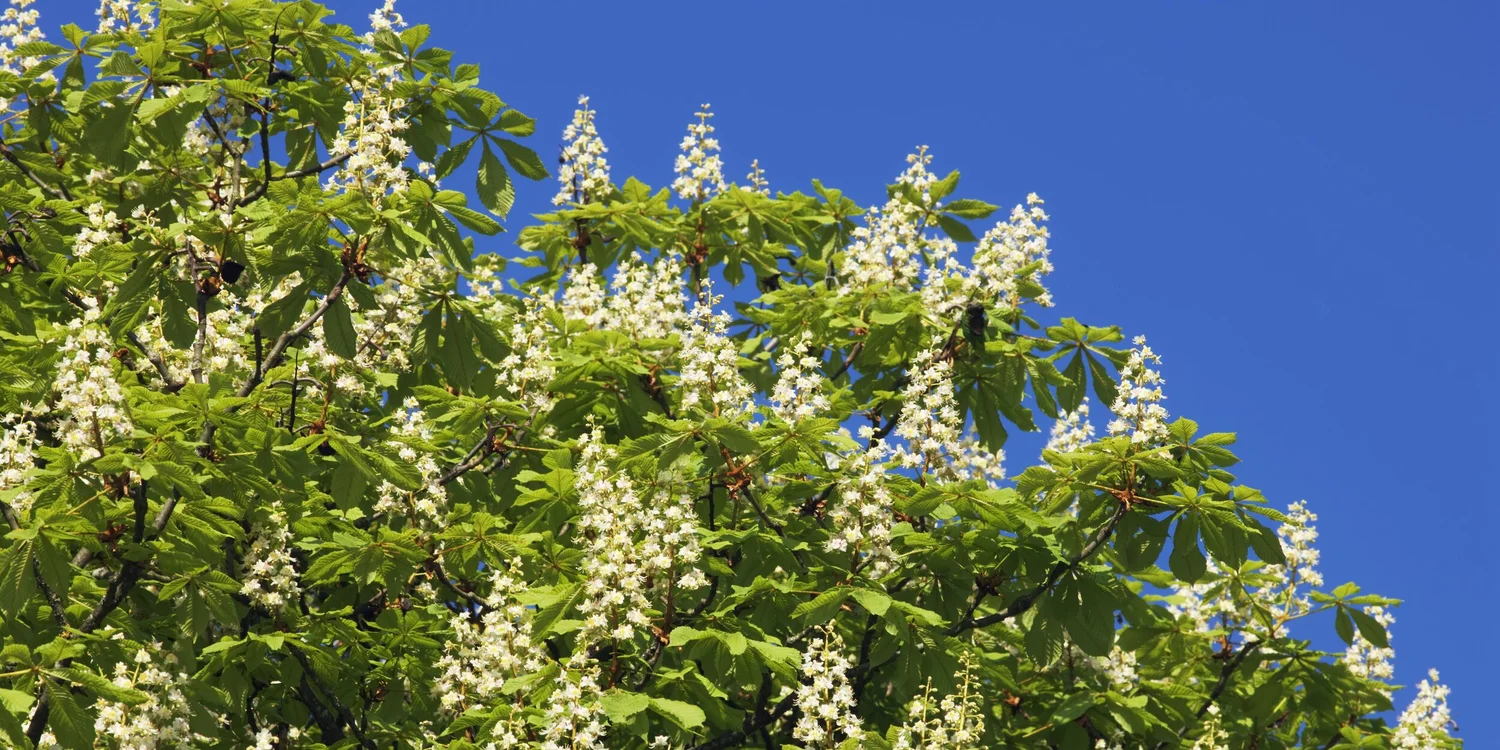 Horse-chestnut — COLORADO TREE COALITION