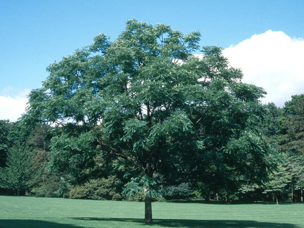 Kentucky Coffee Tree — COLORADO TREE COALITION