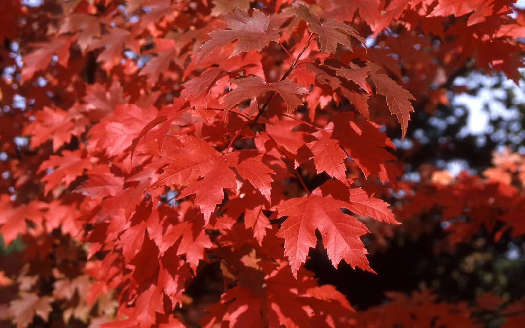 Maple, Autumn Blaze — COLORADO TREE COALITION
