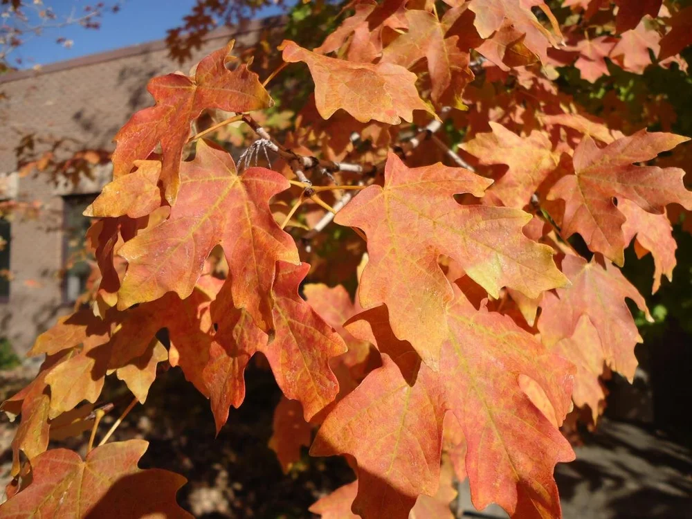 Maple, Canyon — COLORADO TREE COALITION
