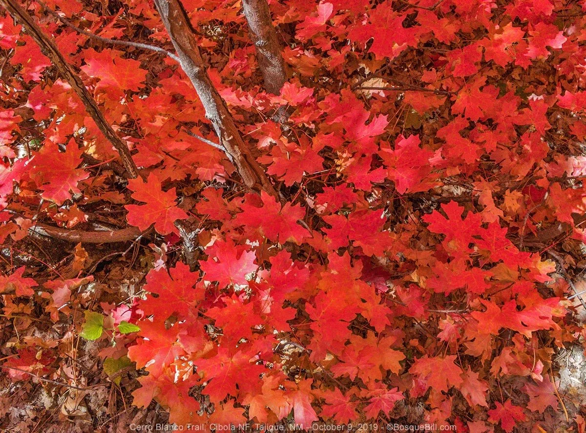 Maple, Manzano — COLORADO TREE COALITION