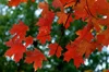 Maple, Red — COLORADO TREE COALITION