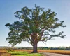 Oak, Bur — COLORADO TREE COALITION
